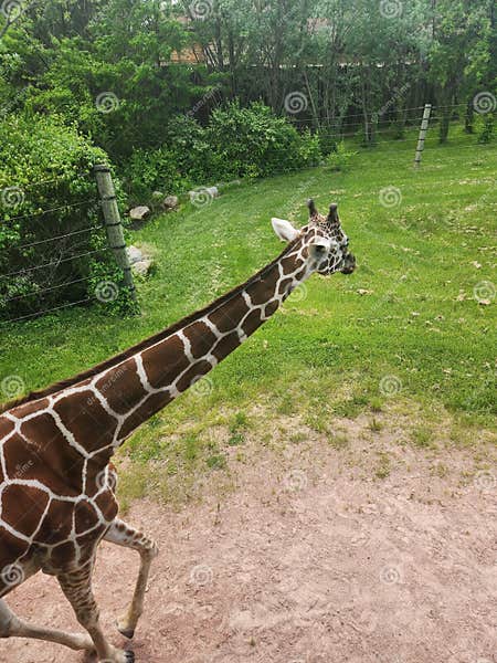 Girraffe Runway Walk stock photo. Image of indiana, runway - 280794396