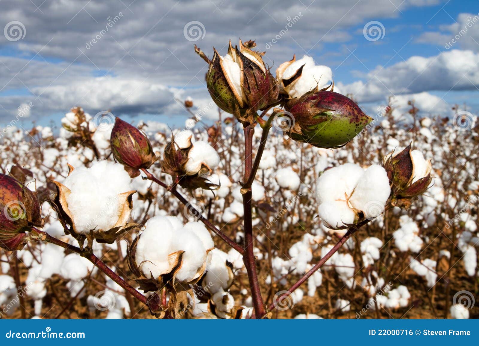 Gisement De Capsules De Coton Photo stock - Image du temps, agriculture ...