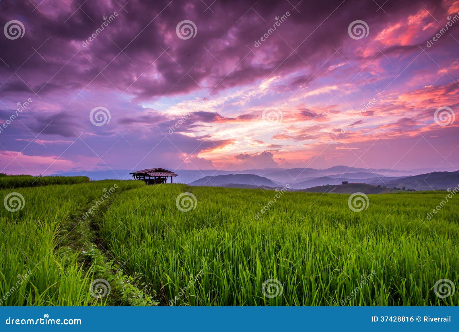 Gisement De Riz Dans Le Coucher Du Soleil Photo stock - Image of dessin ...