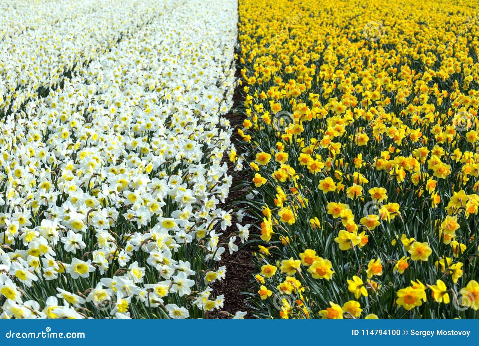 Gisements De Fleur Hollandais Photo stock - Image du fleur, blanc: 114794100