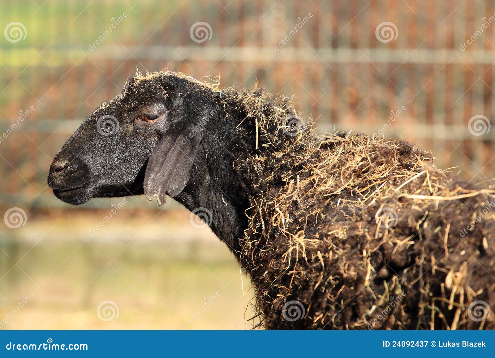 Gissar sheep stock image. Image of hissar, detail, gissar - 24092437