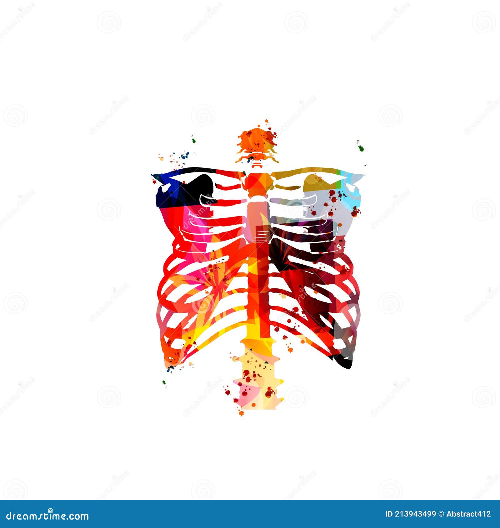 Rib Cage Bones. Human Skeletal System. Anatomy Royalty-Free Cartoon ...