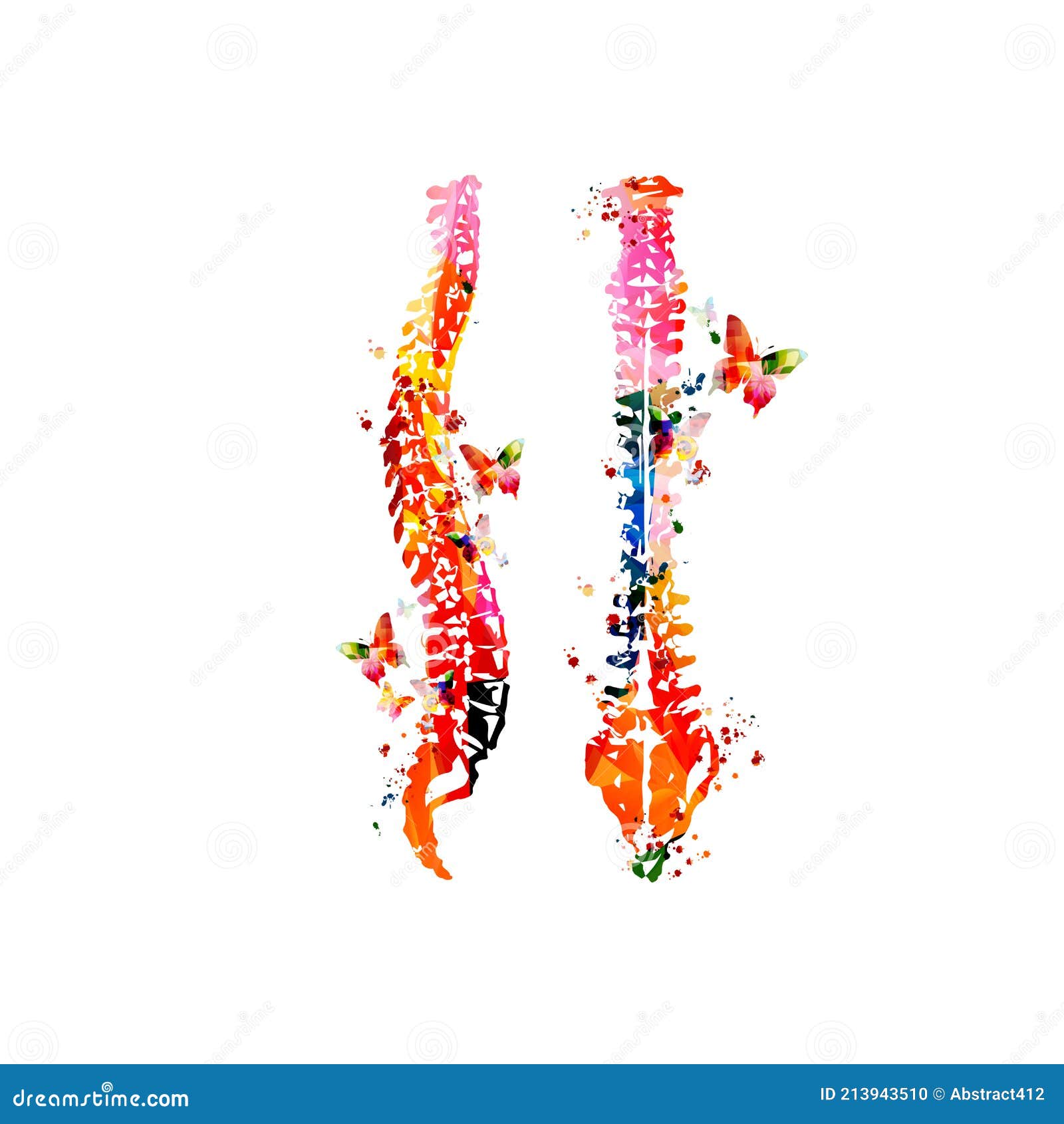 Colorful Human Spine Anatomy, Spinal Cords, Anatomical Poster With ...