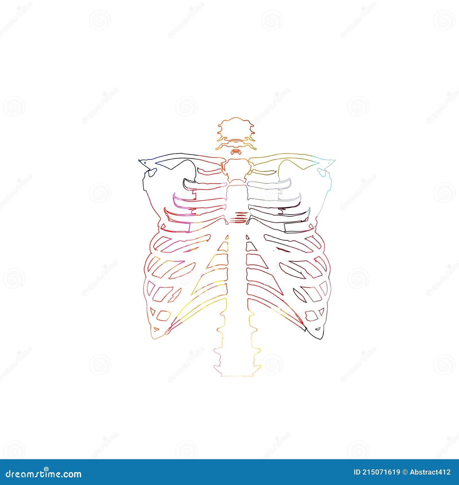 Colorful Rib Skeleton, Rib Cage Bones, Anatomical Poster with Human ...