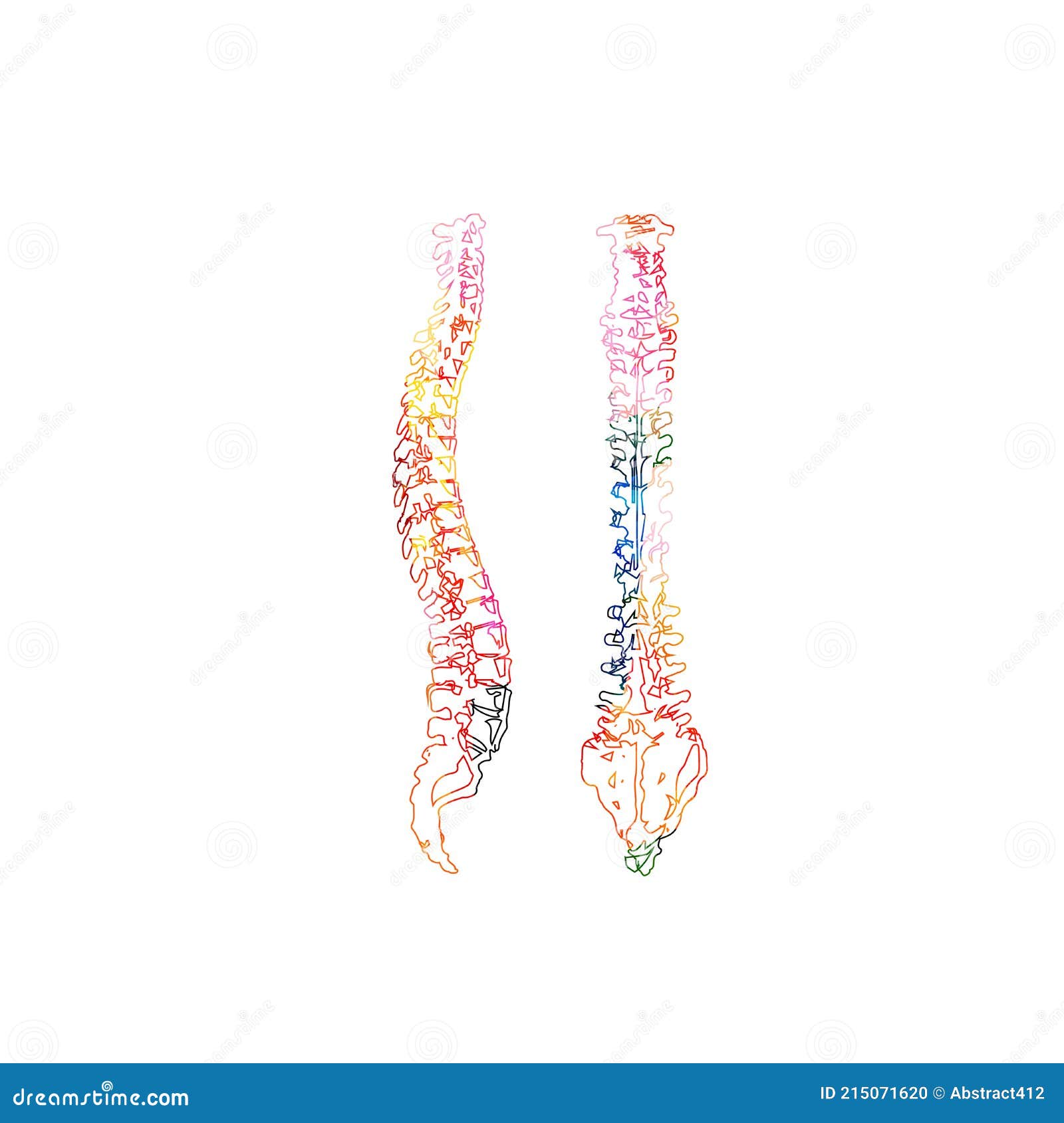 Colorful Human Spine Anatomy, Spinal Cords, Anatomical Poster With ...