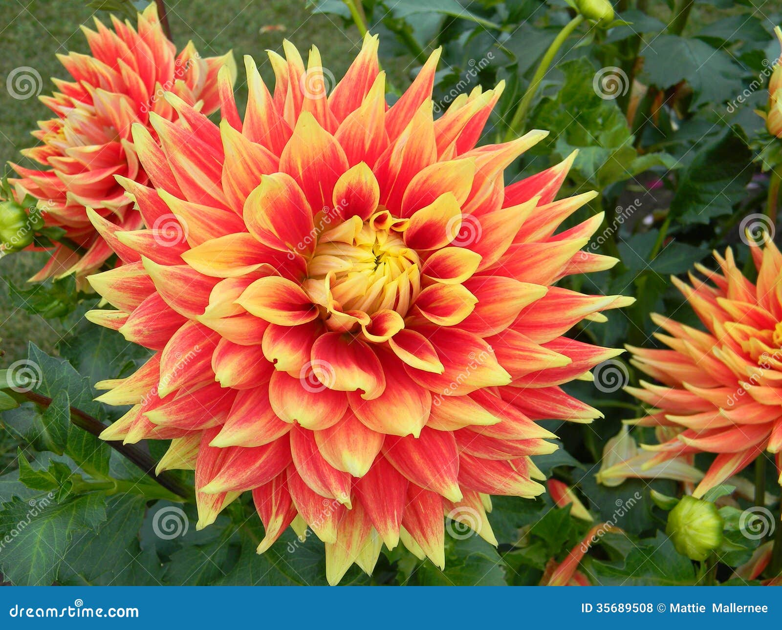 Gitts Respect Dahlia Flowers Stock Photo - Image of orange, farm: 35689508
