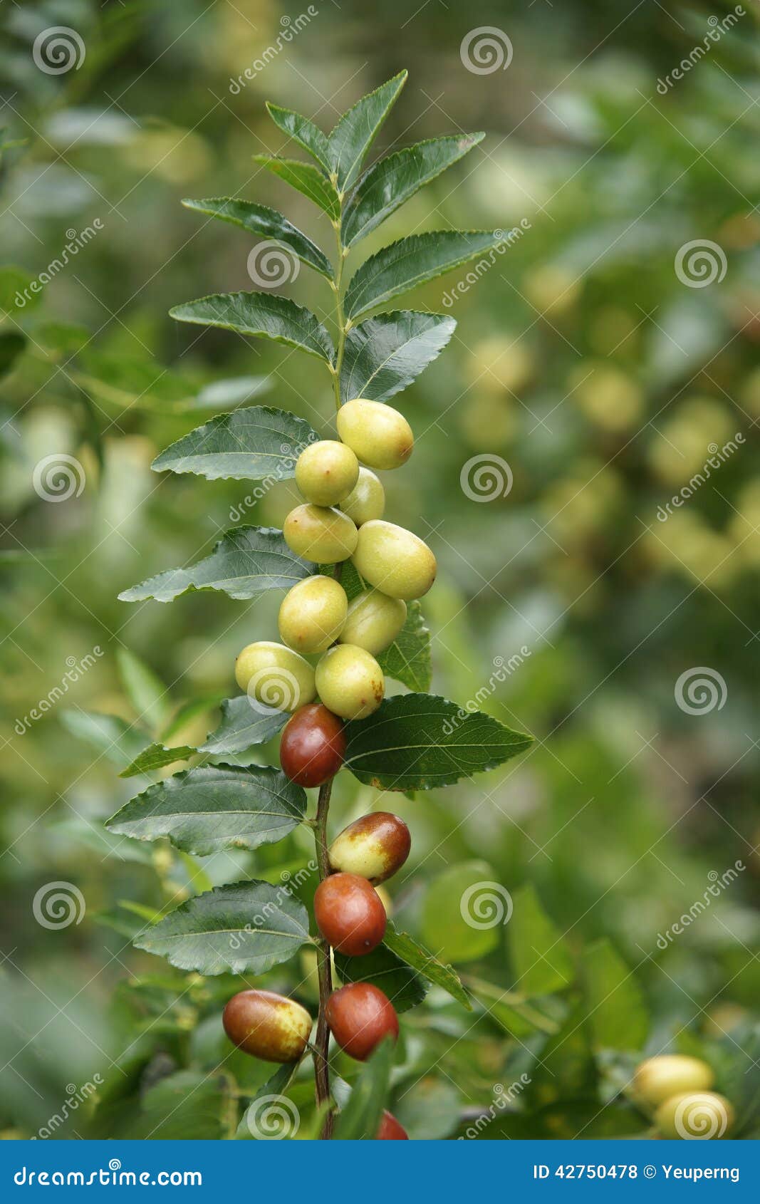 Giuggiola matura fotografia stock. Immagine di filiali - 42750478