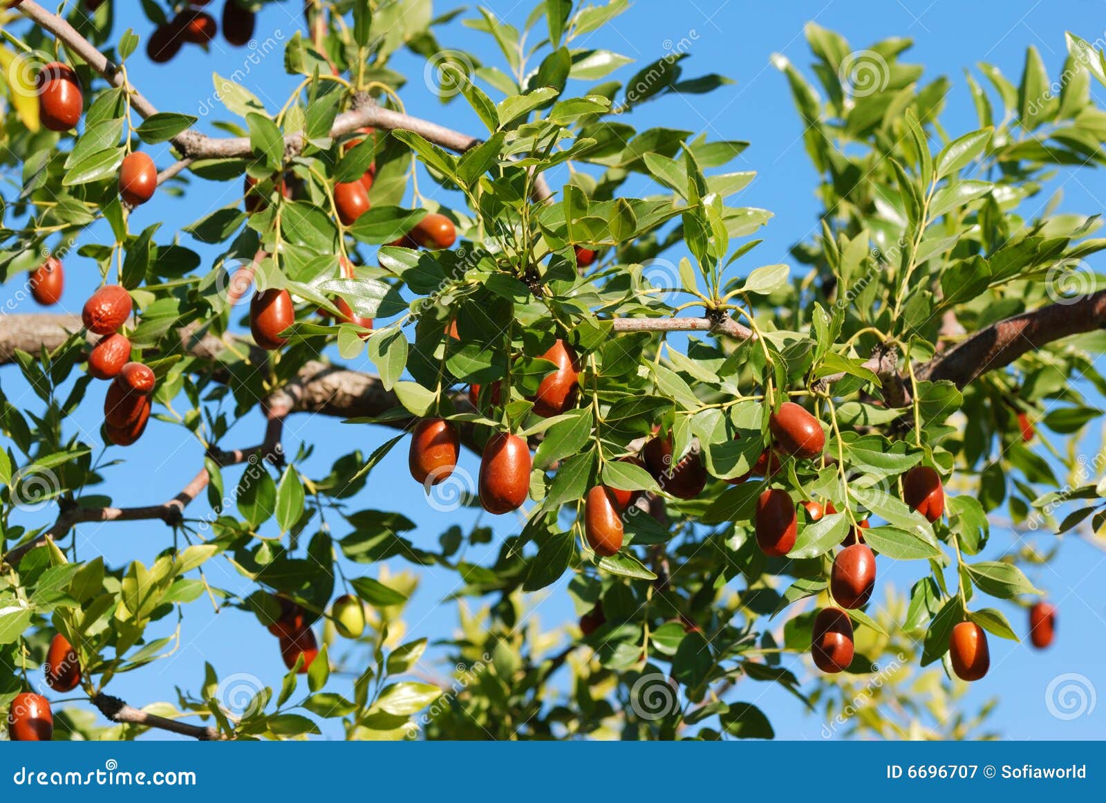 Giuggiole immagine stock. Immagine di foglio, albero, cinese - 6696707