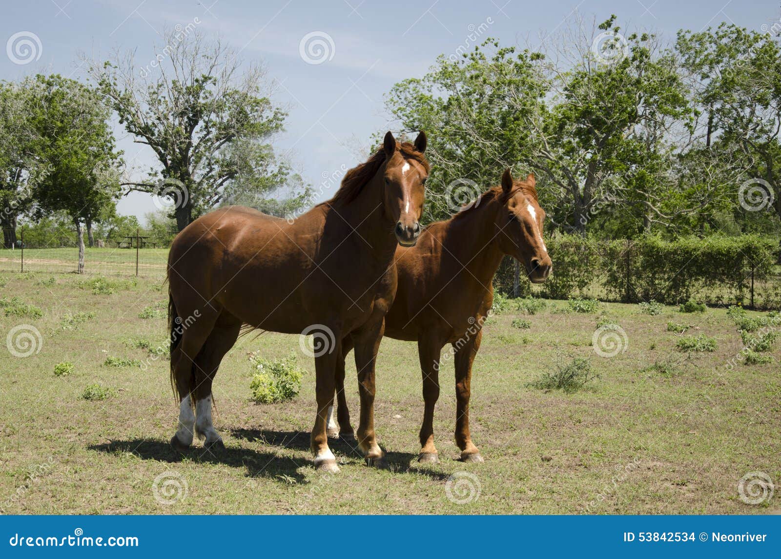 Giumenta e stallone fotografia stock. Immagine di animale - 53842534