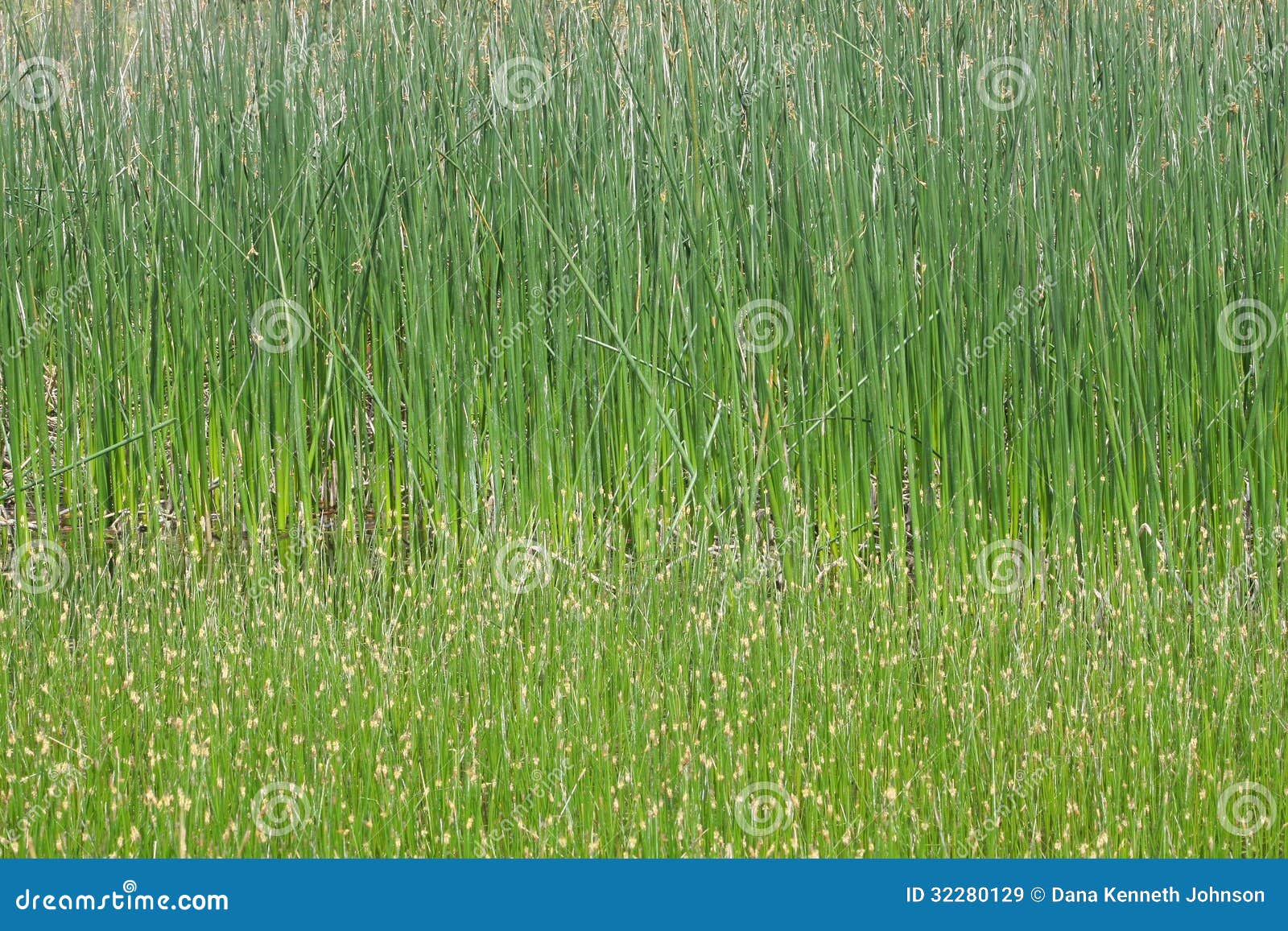 298 Giunchi Foto - Foto Stock Gratis e Royalty-Free da Dreamstime