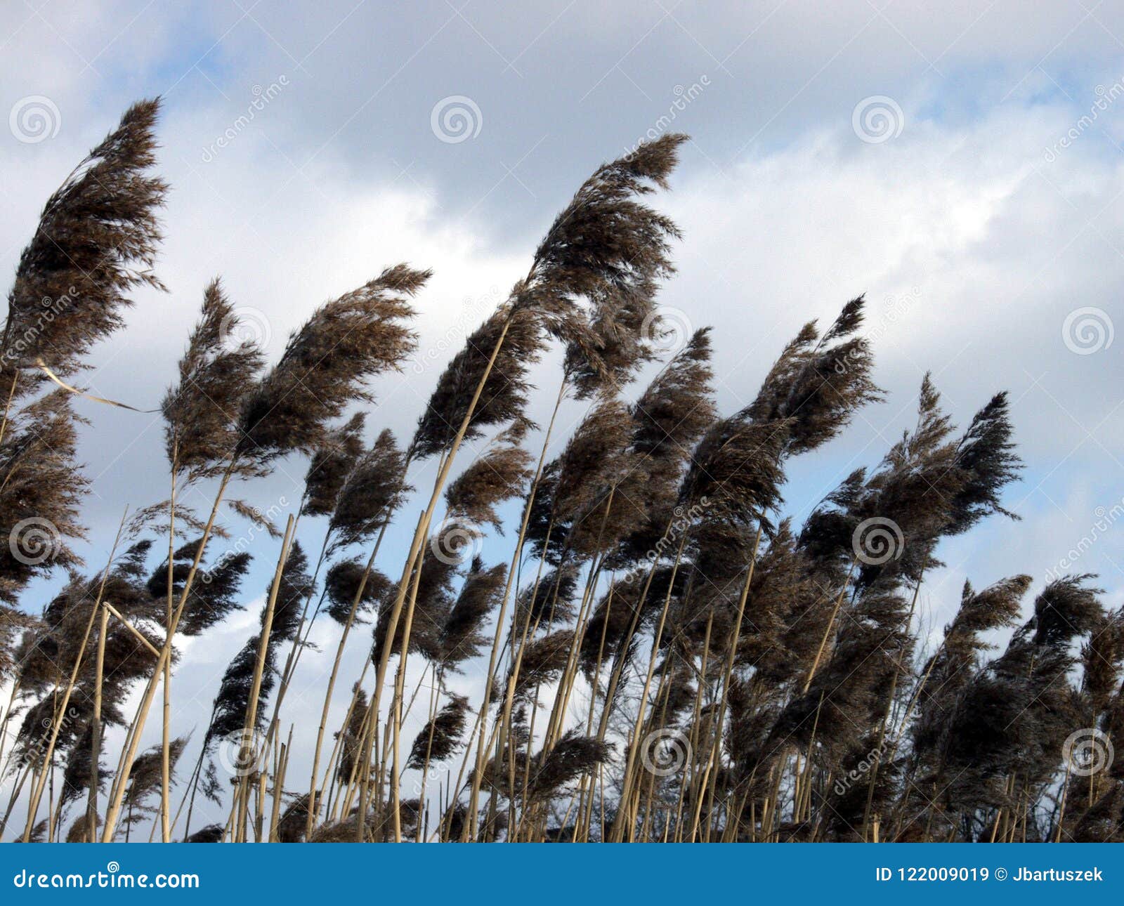 Giunchi Sulla Riva Del Lago a Varsavia Immagine Stock - Immagine di ...