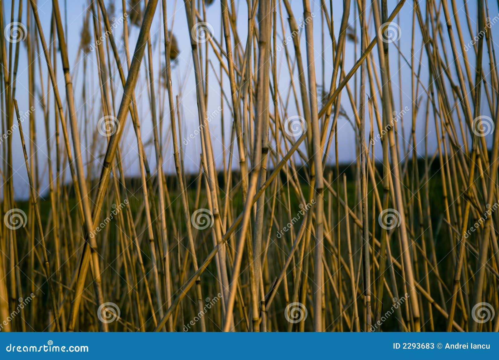 Giunco immagine stock. Immagine di giunco, gambi, cielo - 2293683