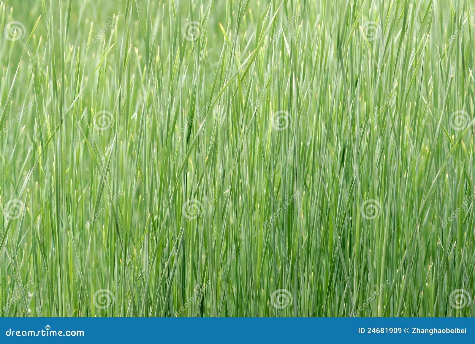 Giunco immagine stock. Immagine di estate, verde, pianta - 24681909