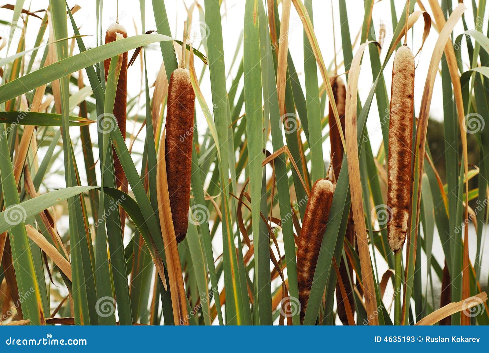 Giunco. immagine stock. Immagine di lago, verde, canna - 4635193