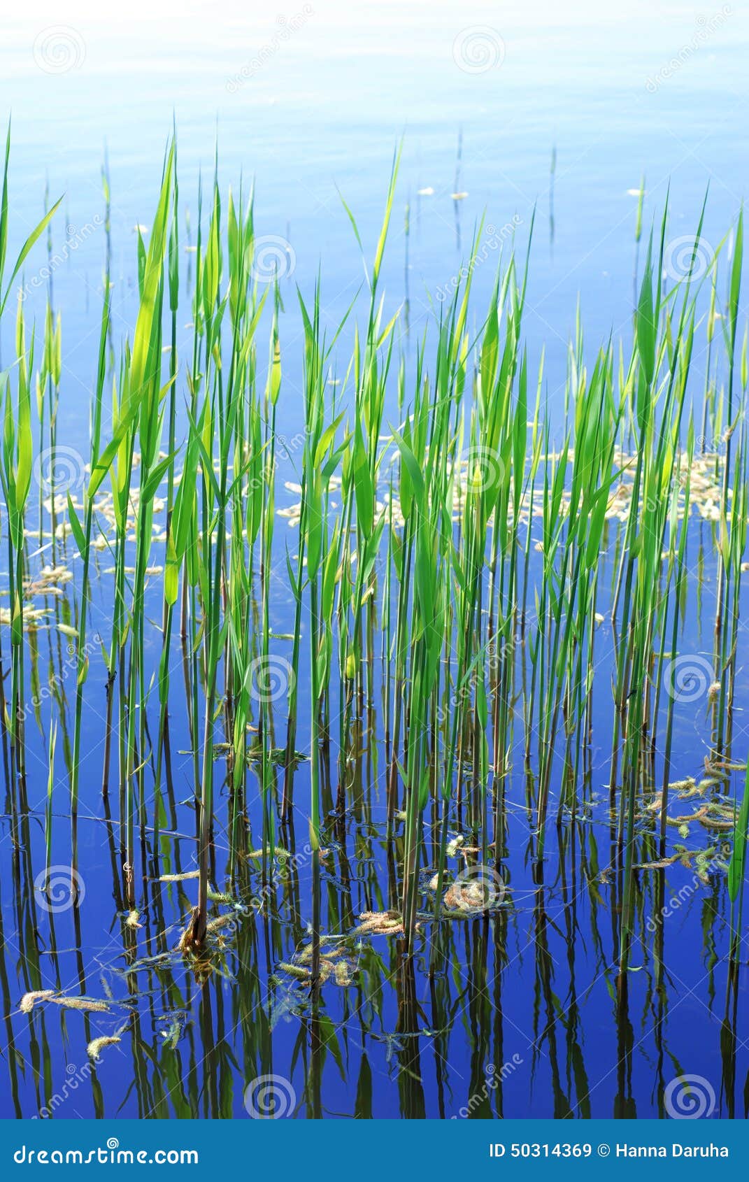 Giunco Giovane Nel Fiume Ucraino Immagine Stock - Immagine di stagno ...