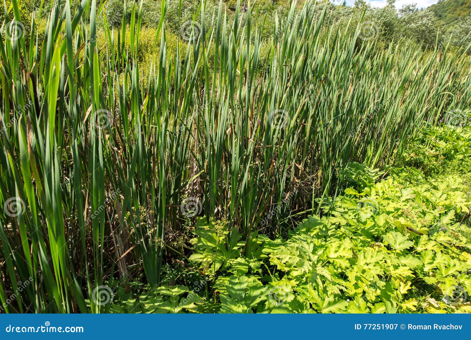 Giunco Piante palustri immagine stock. Immagine di stagioni - 77251907