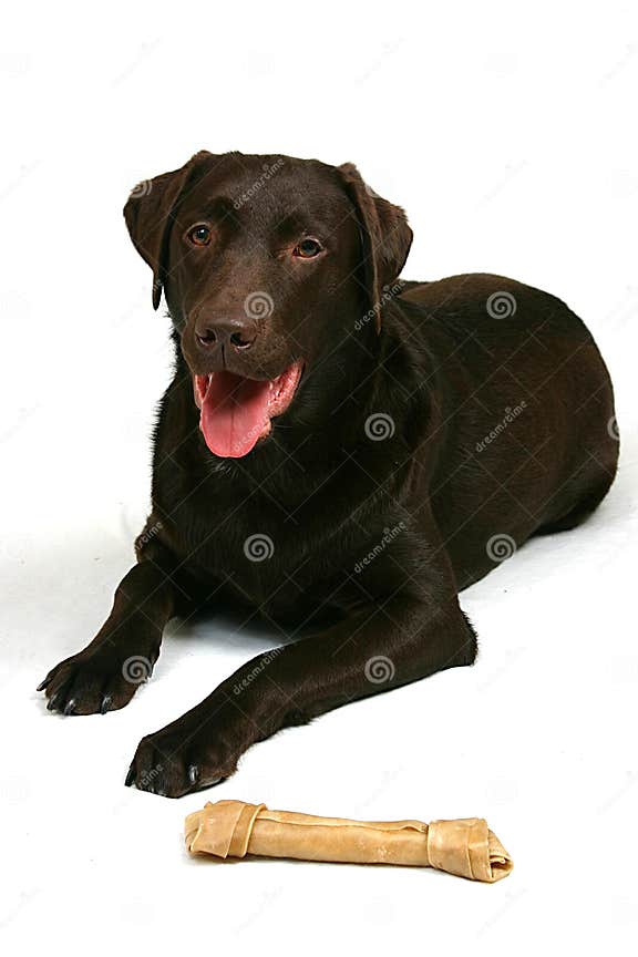 Give the Dog a Bone stock image. Image of chocolate, rawhide - 4471131