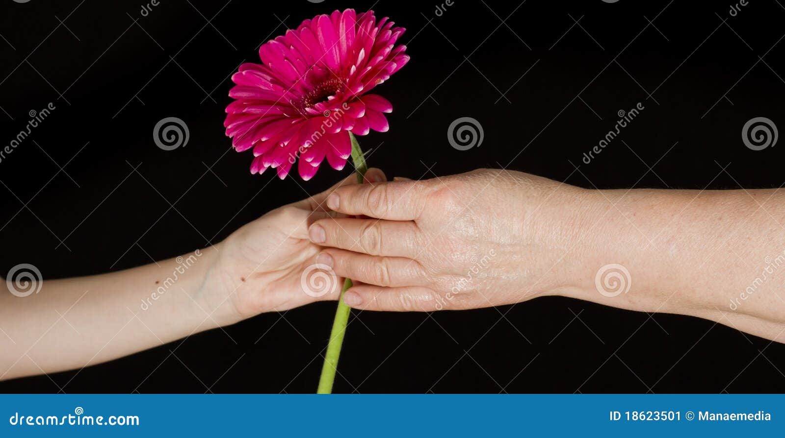Give a flower stock image. Image of hand, senior, pink - 18623501