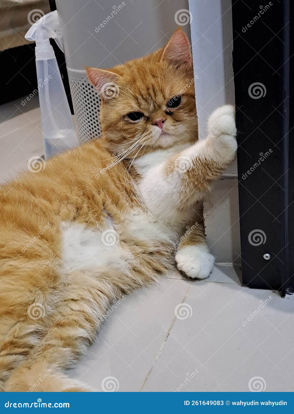 Give Me Some Food Please, I& X27;m so Hungry Stock Image - Image of ...