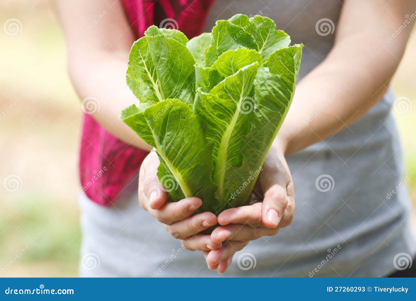 Give plant stock image. Image of giving, beginnings, conservation ...