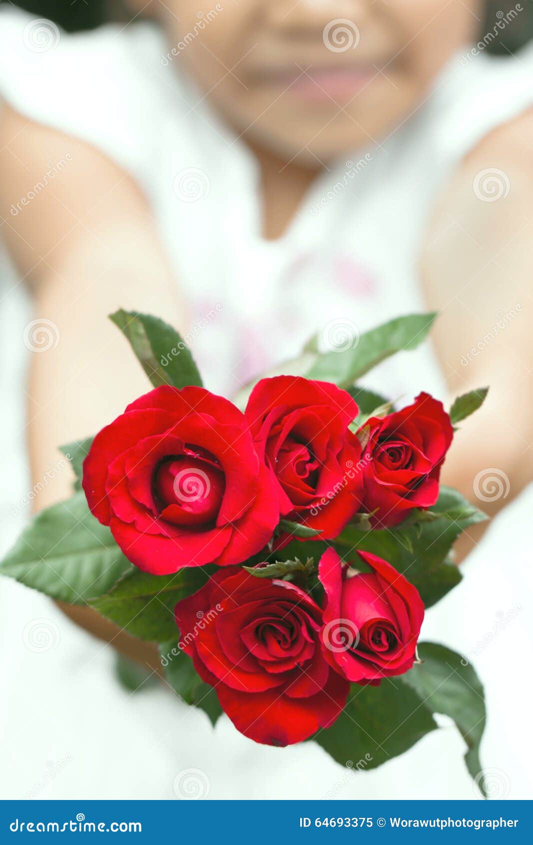 Give roses stock image. Image of love, valentine, beauty - 64693375