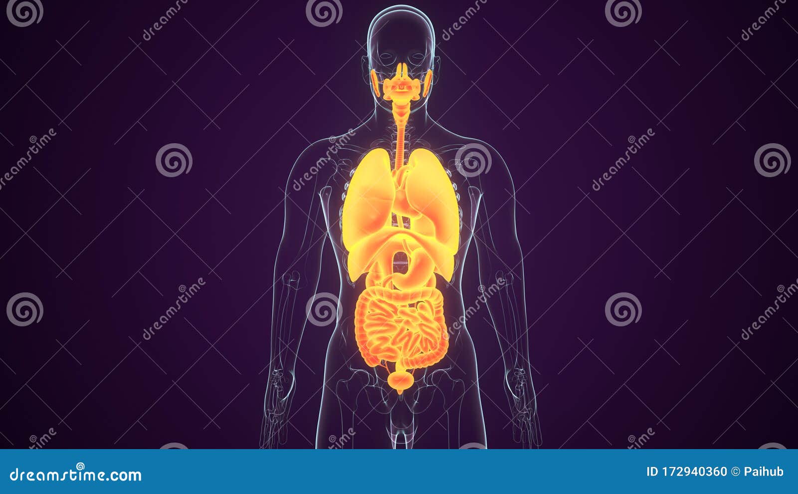 3d Rendered Illustration of a Body Shape with Organs Stock Illustration ...
