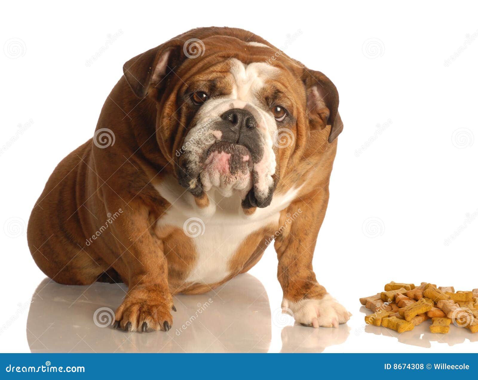 Giving a dog a bone stock photo. Image of lunch, care - 8674308