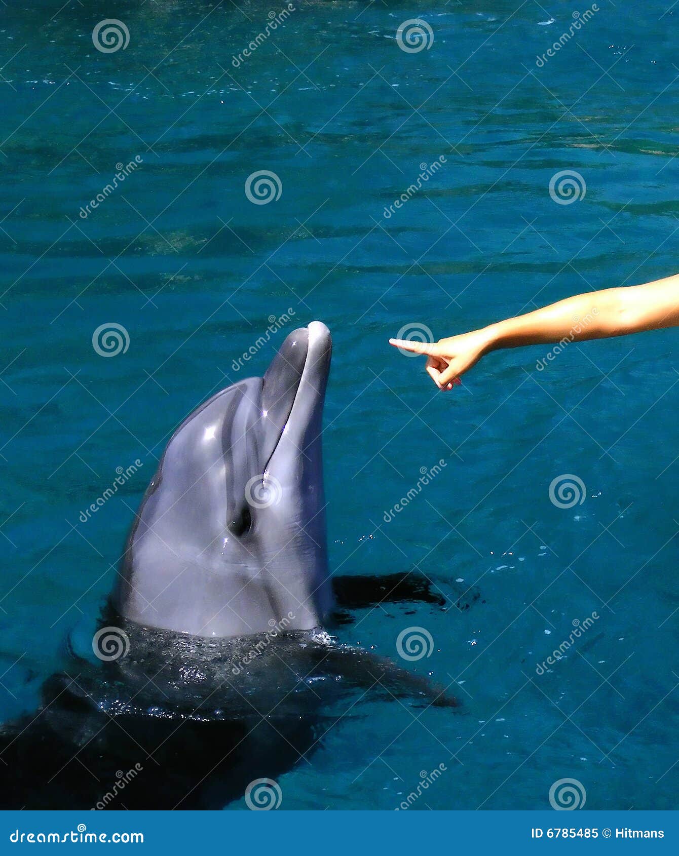 Giving hand to a dolphin stock image. Image of wildlife - 6785485