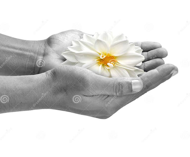 Giving life stock image. Image of hands, connecting, delicate - 10494567