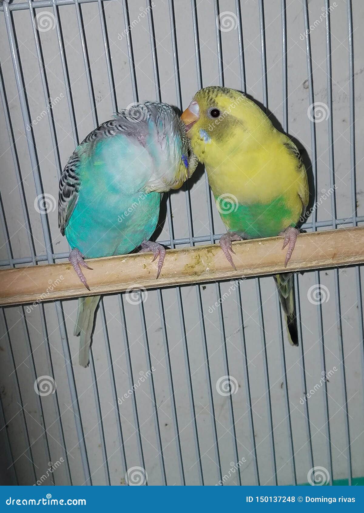 Giving love parakeets stock photo. Image of yellow, love - 150137248