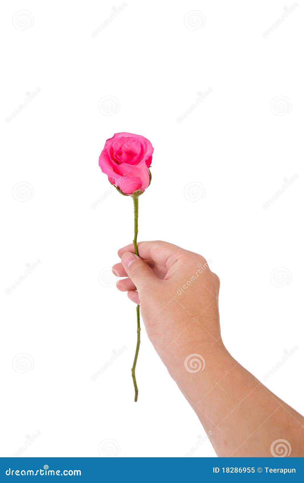 Giving a pink rose stock image. Image of rose, hand, idea - 18286955