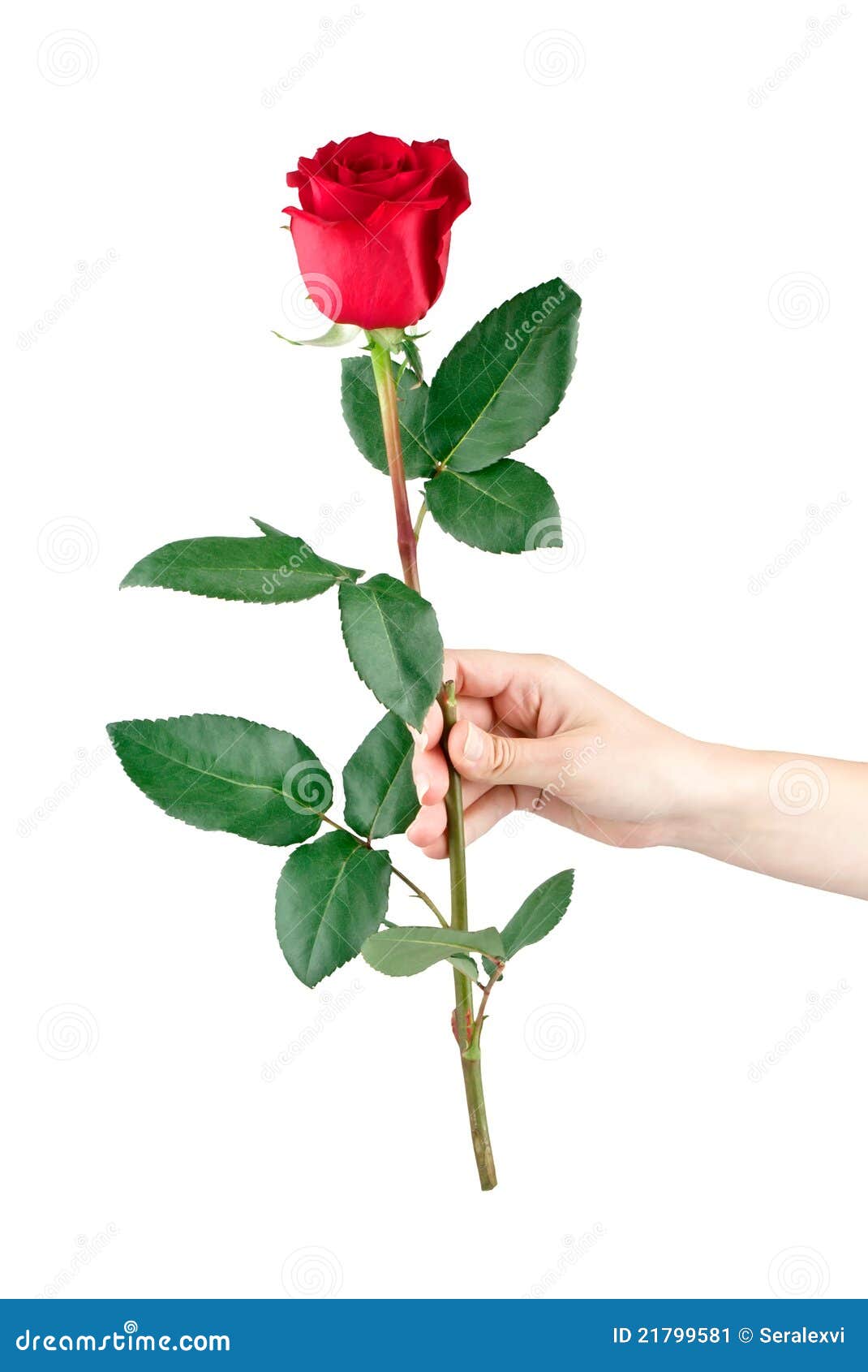 Giving a red rose stock image. Image of elegant, blossom - 21799581