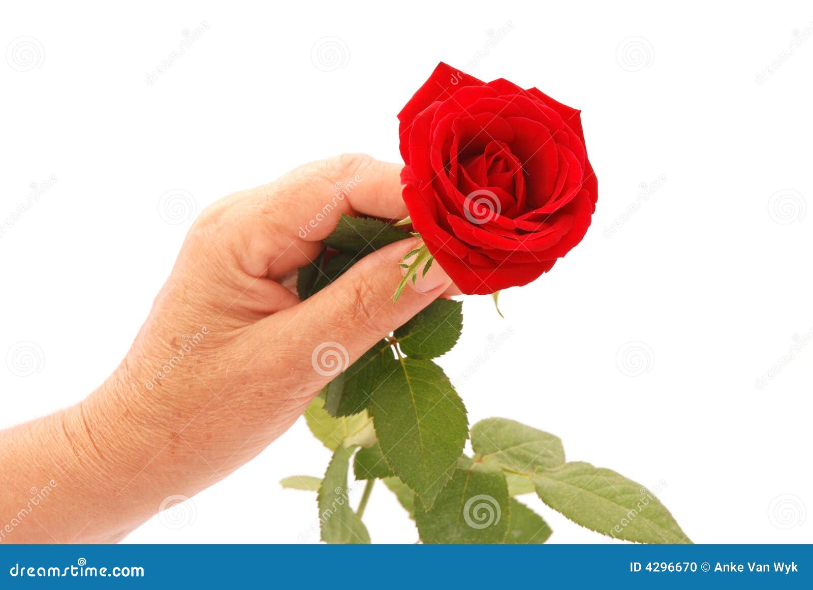 Giving red rose stock photo. Image of female, beautiful - 4296670