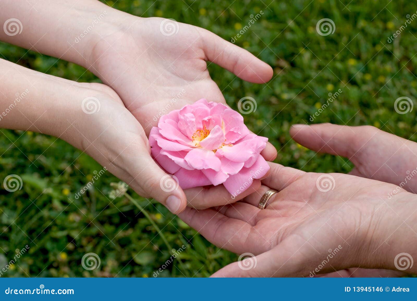Woman Hands Giving a Rose To a Man Stock Photo - Image of blooms ...