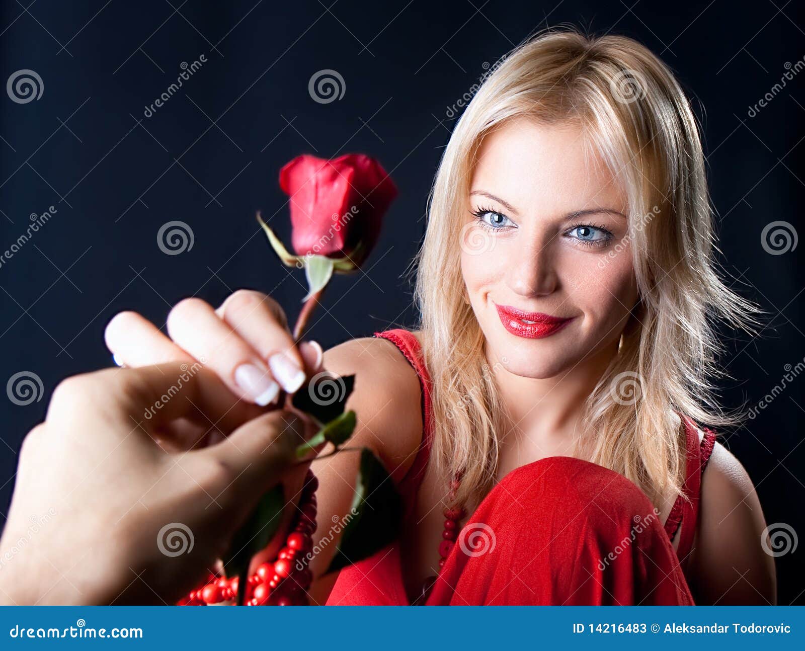 Giving a rose stock image. Image of elegant, gift, fresh - 14216483
