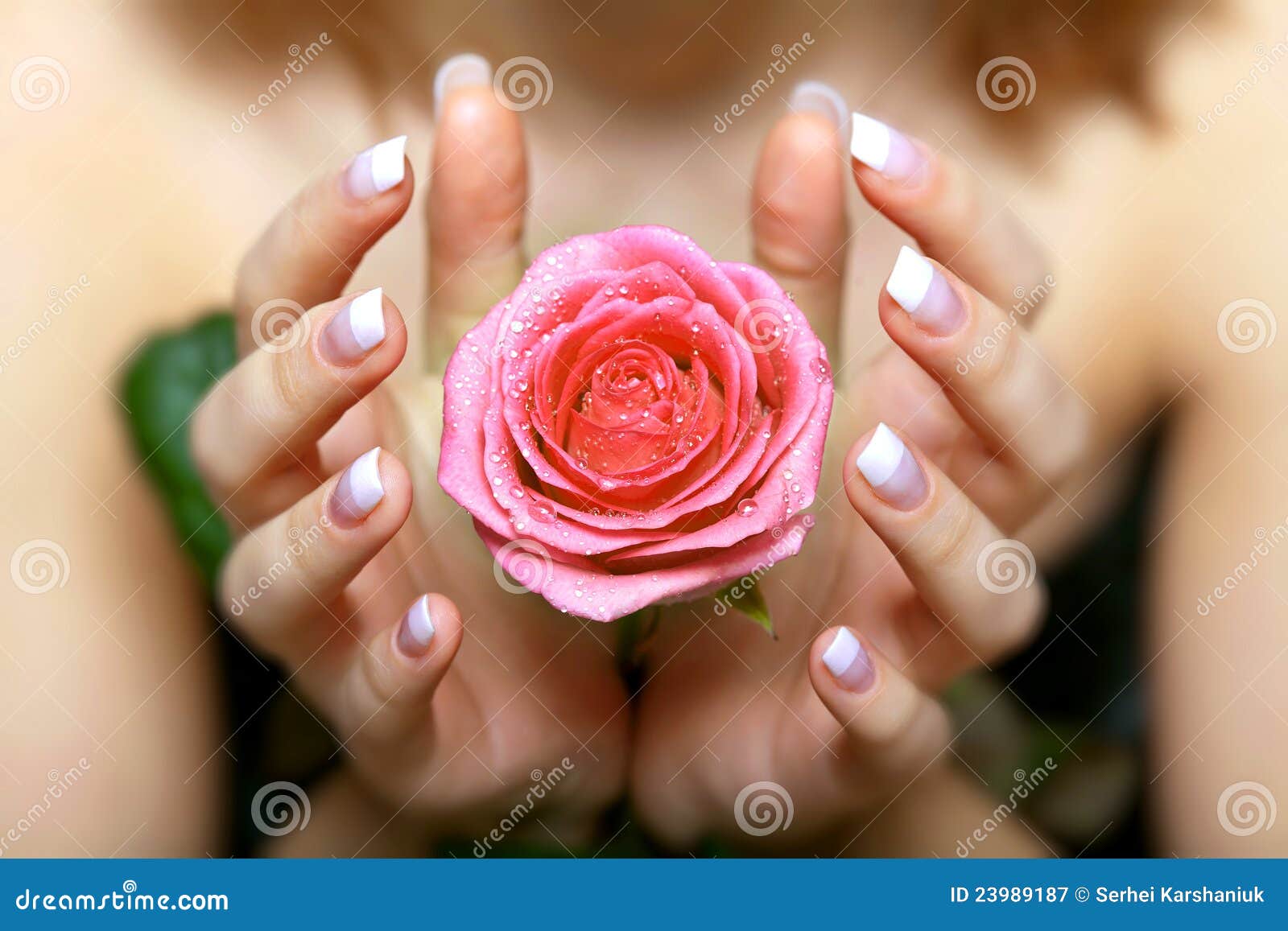 Giving a Rose. Woman S Hand Stock Image - Image of color, beautiful ...