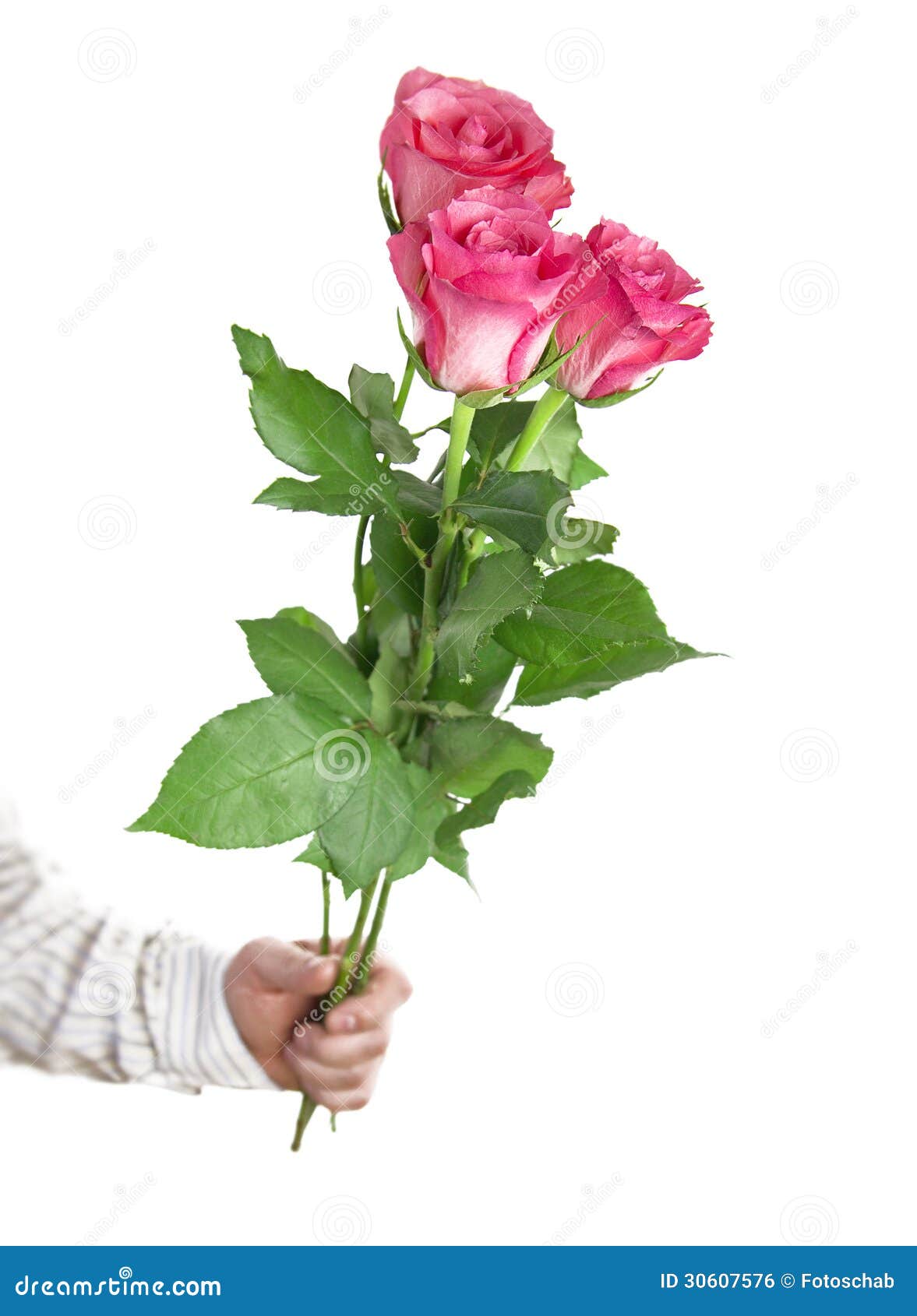 Giving roses stock photo. Image of leaf, give, flower - 30607576
