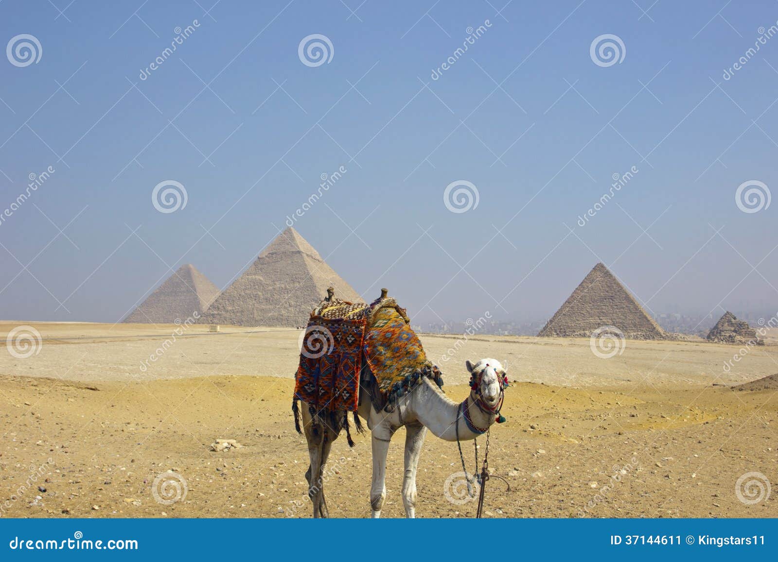Egyptian Camel At Giza Pyramids Background. Tourist Attraction ...