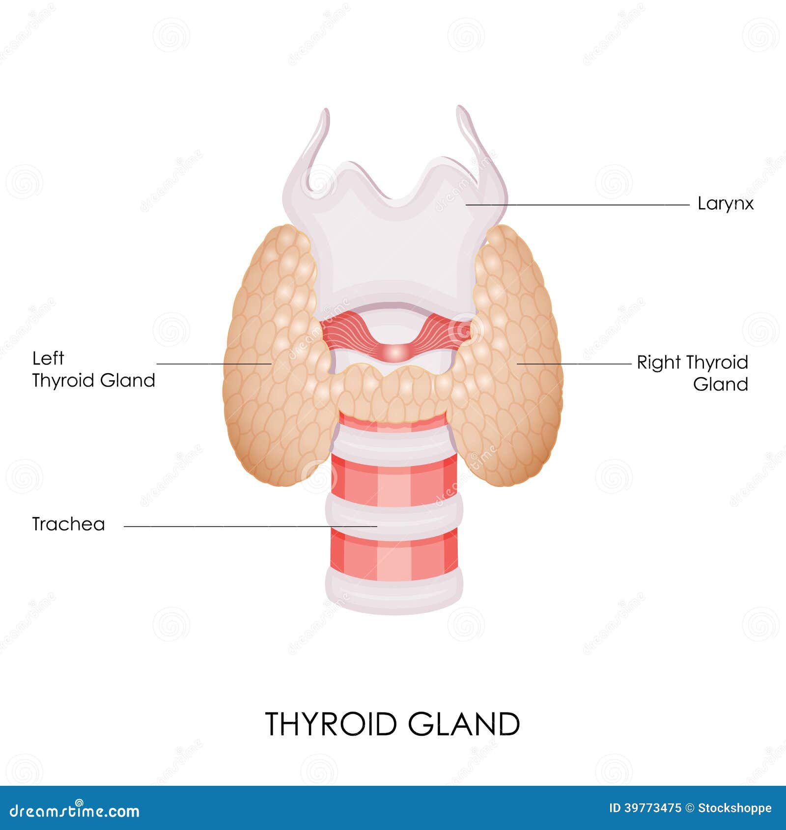 Glándula tiroides ilustración del vector. Ilustración de sistema - 39773475