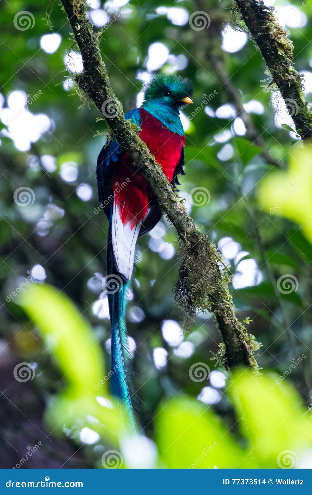 Glänsande Quetzal - Pharomachrus Mocinno Arkivfoto - Bild av härlig ...