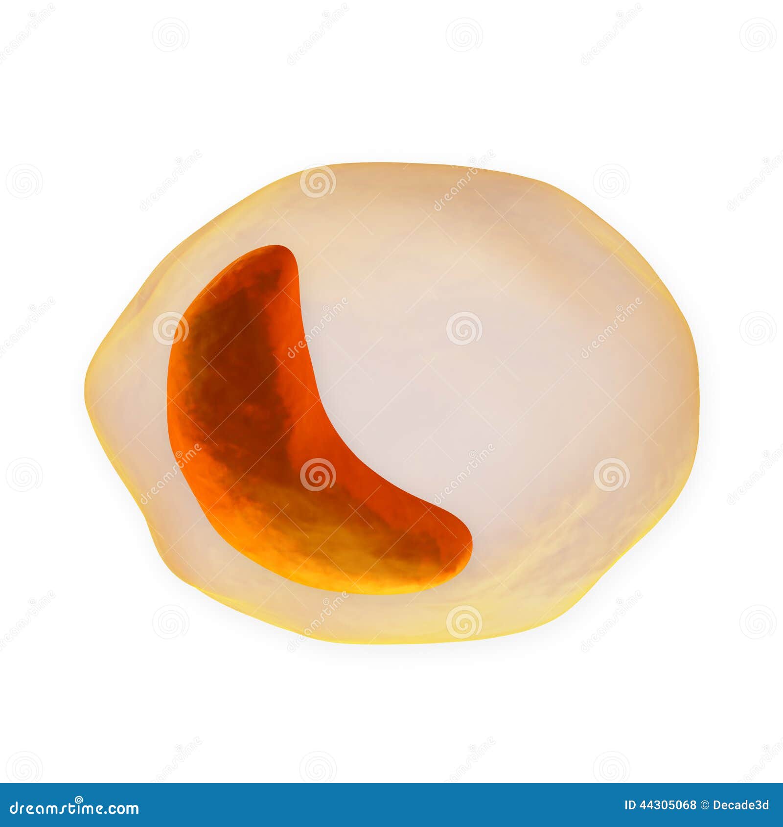 Glóbulo branco - Monocyte ilustração stock. Ilustração de microbiologia ...