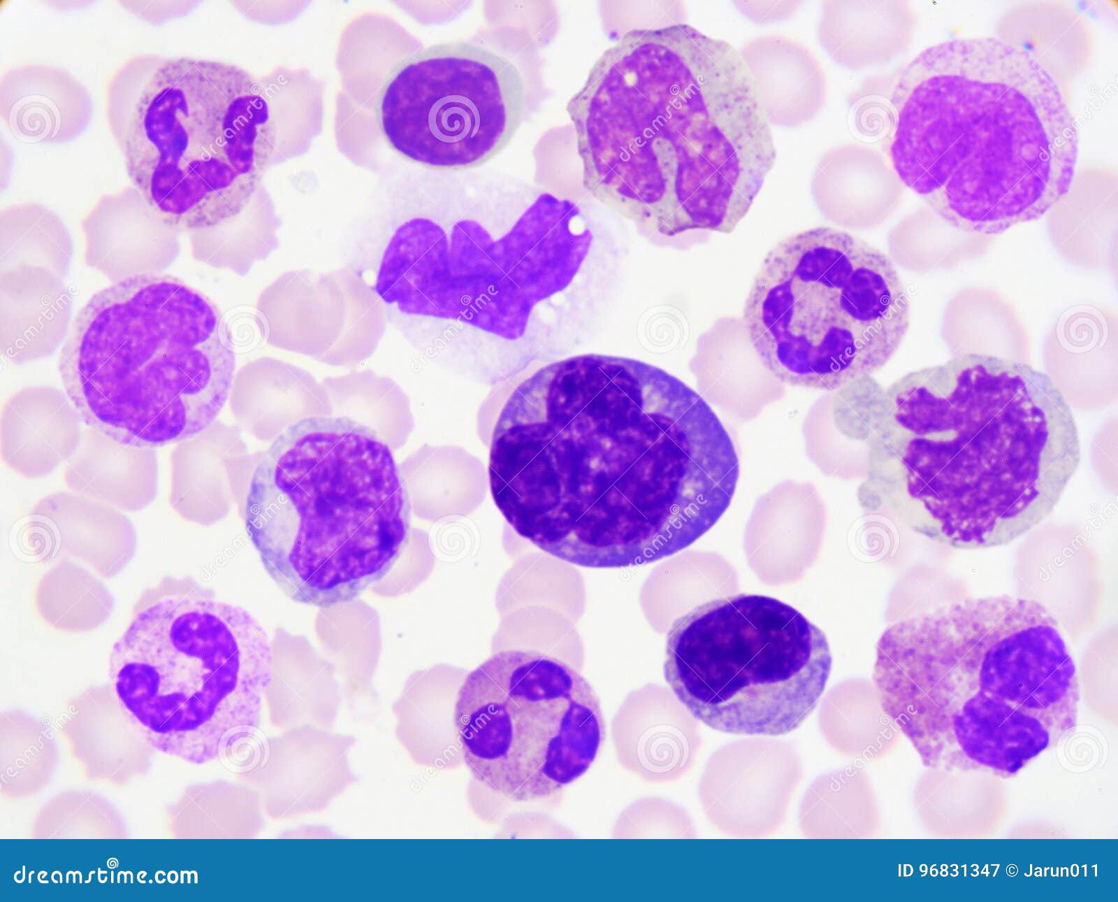 Glóbulos blancos normales imagen de archivo. Imagen de microscopio ...
