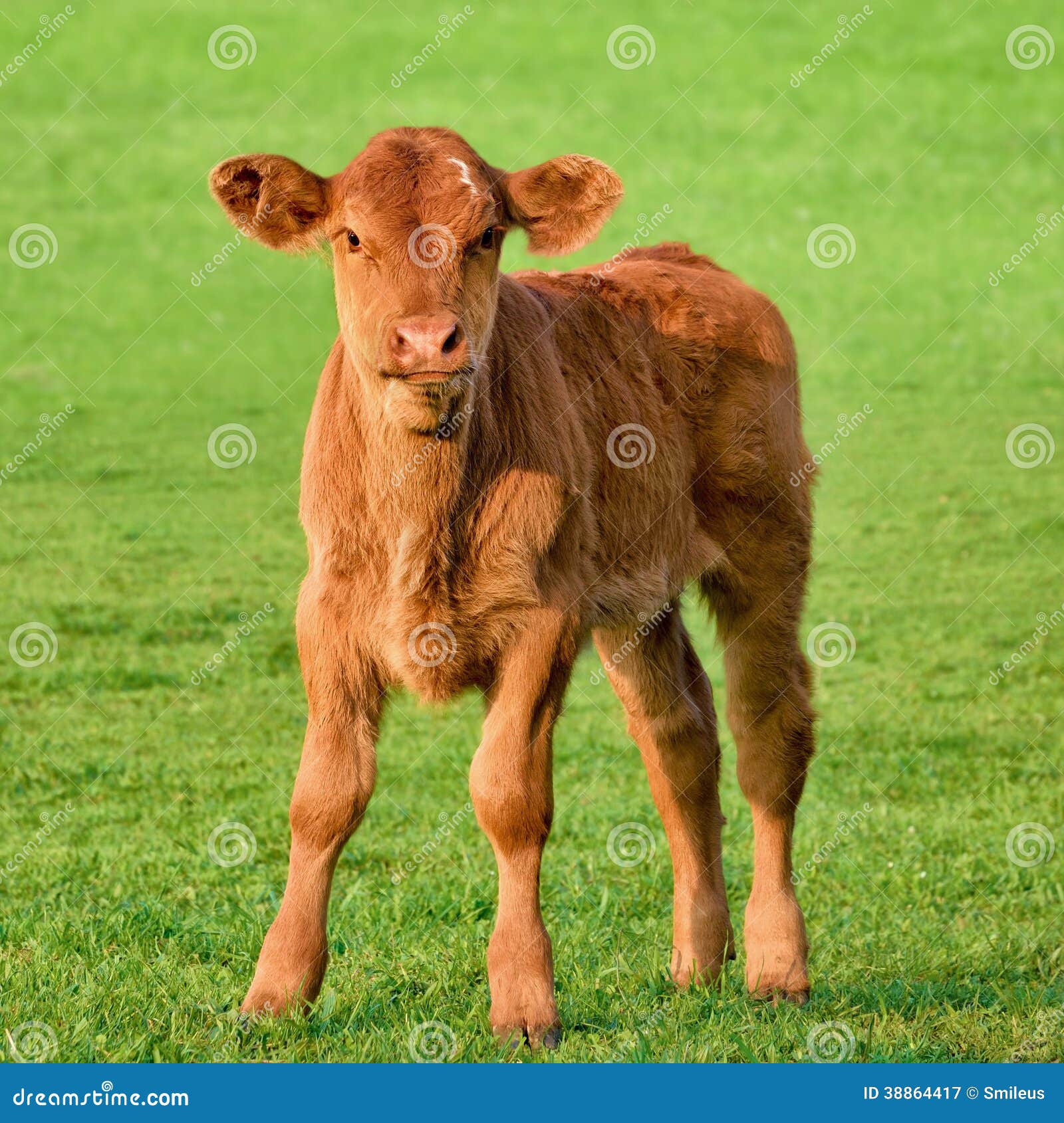 Glückliches Kalb Auf Einer Wiese Stockbild - Bild von neugierig ...