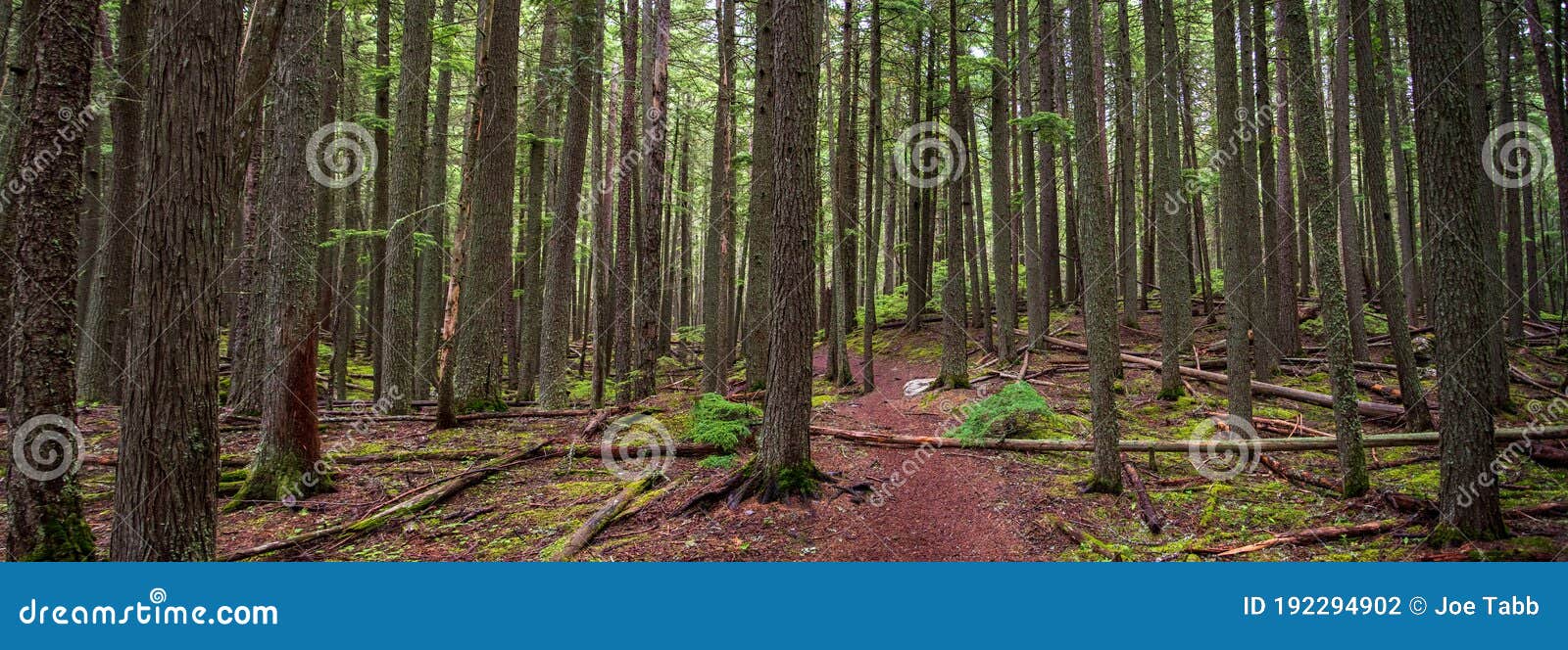 Panoramic forest view stock photo. Image of forest, glacier - 192294902