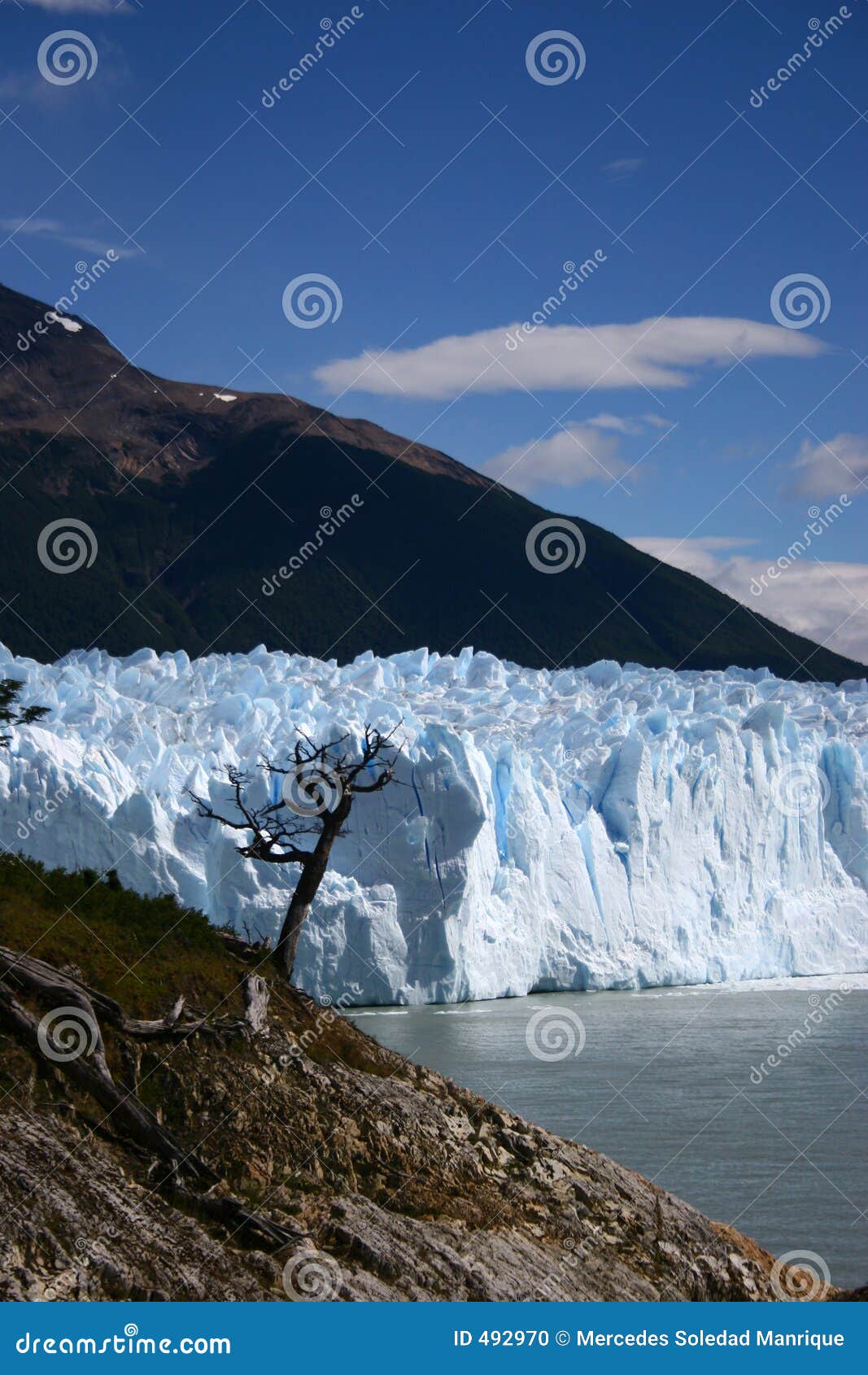 Glacier and tree stock photo. Image of moreno, lago, nubes - 492970