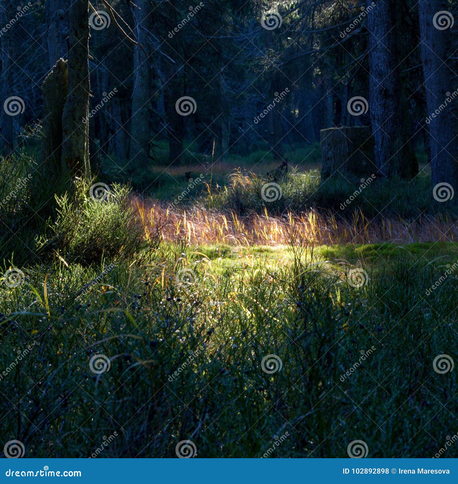 Glade стоковое фото. изображение насчитывающей поляну - 102892898