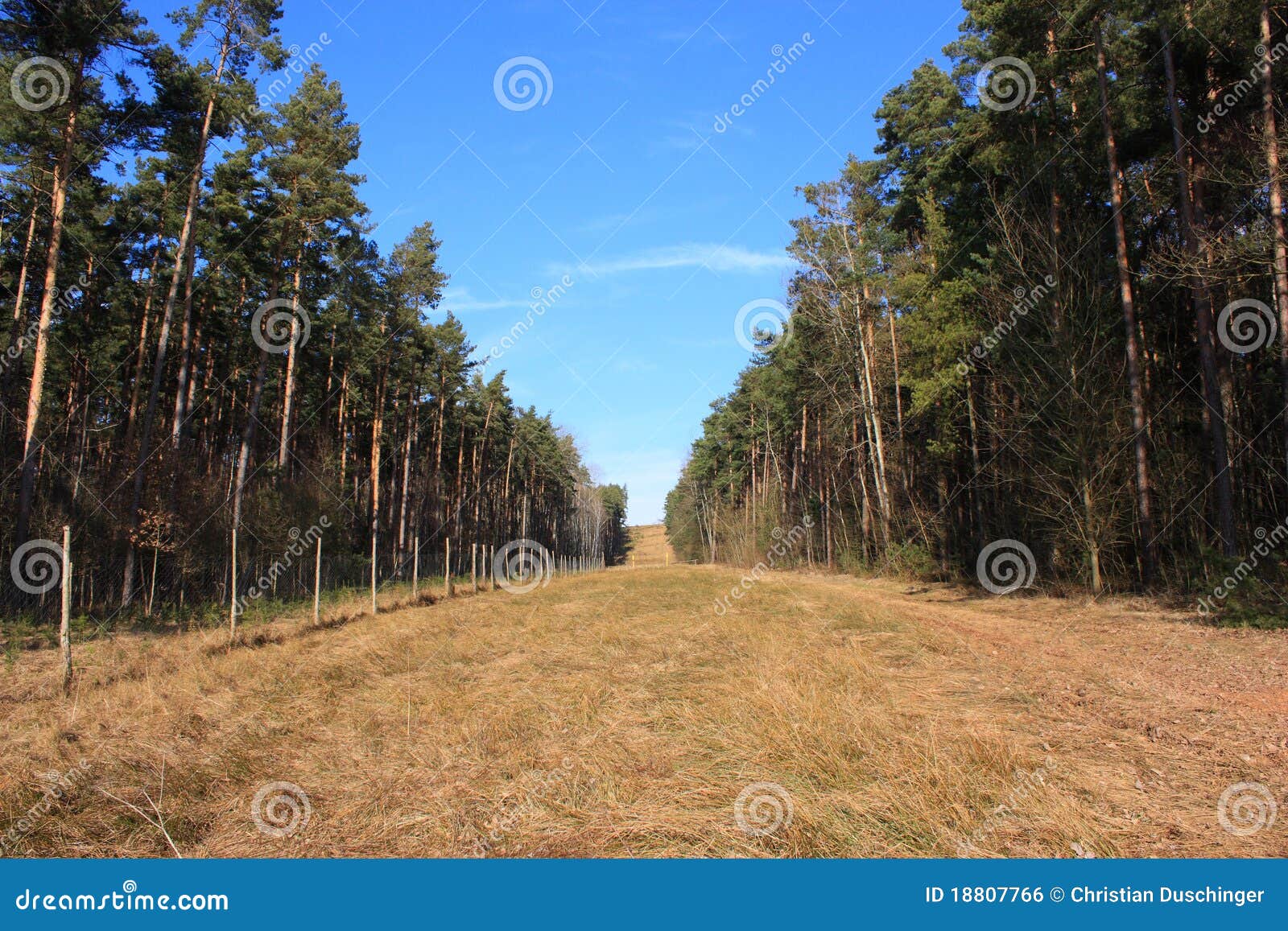 Glade stock photo. Image of sunny, garden, green, beautiful - 18807766