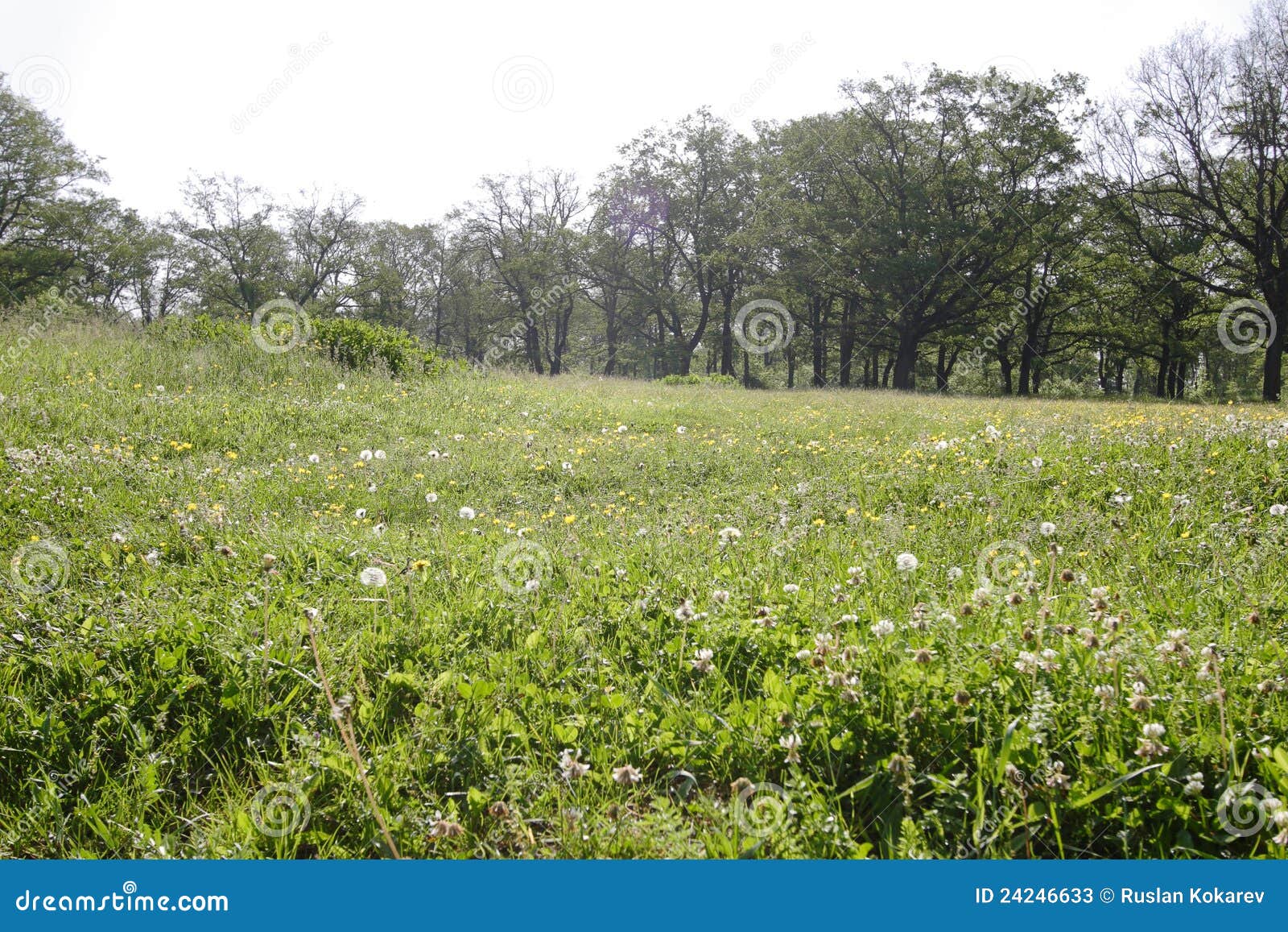 Glade. stock image. Image of forest, clean, meadow, herbage - 24246633