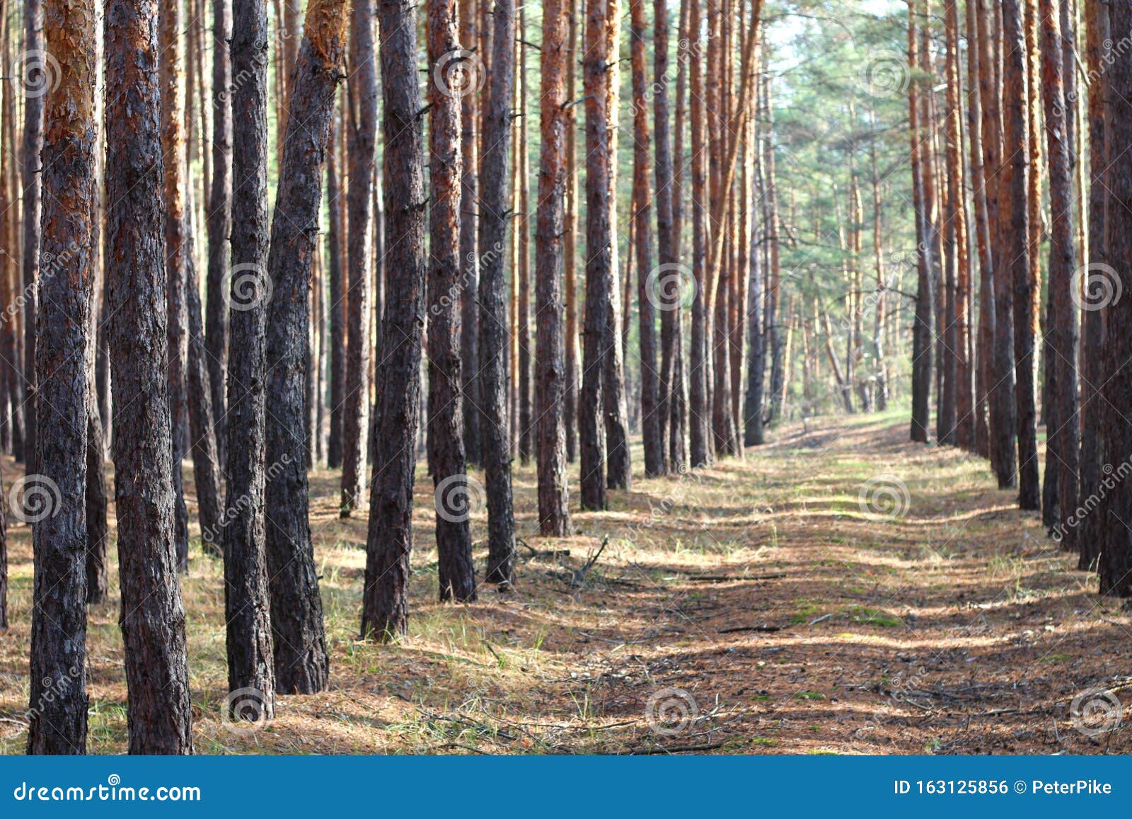 Glade in the Autumn Pine Forest. Trail among a Row of Tree Trunks Stock ...