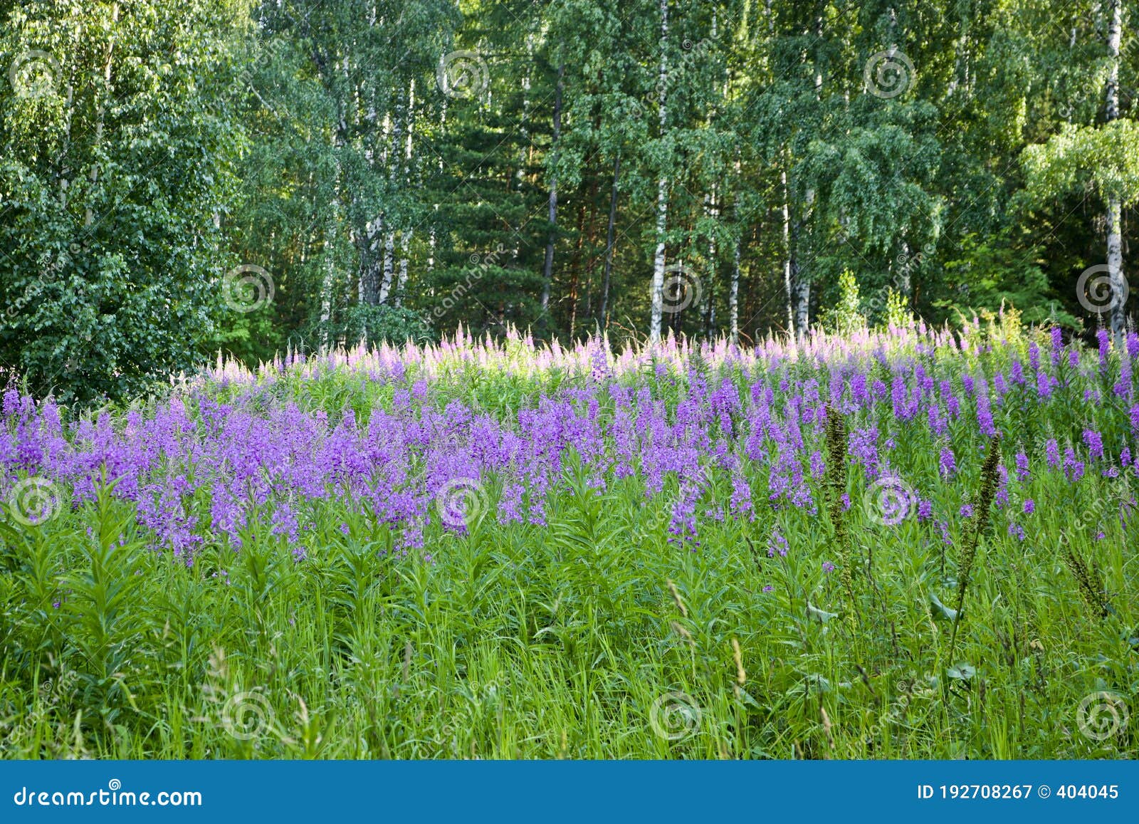 Banff National Park, Canadian Rocky Mountains, Blooming Fireweed At ...